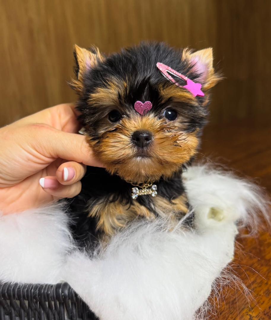 Yorkies For Adoption – The best place to find a furry friend and a life ...